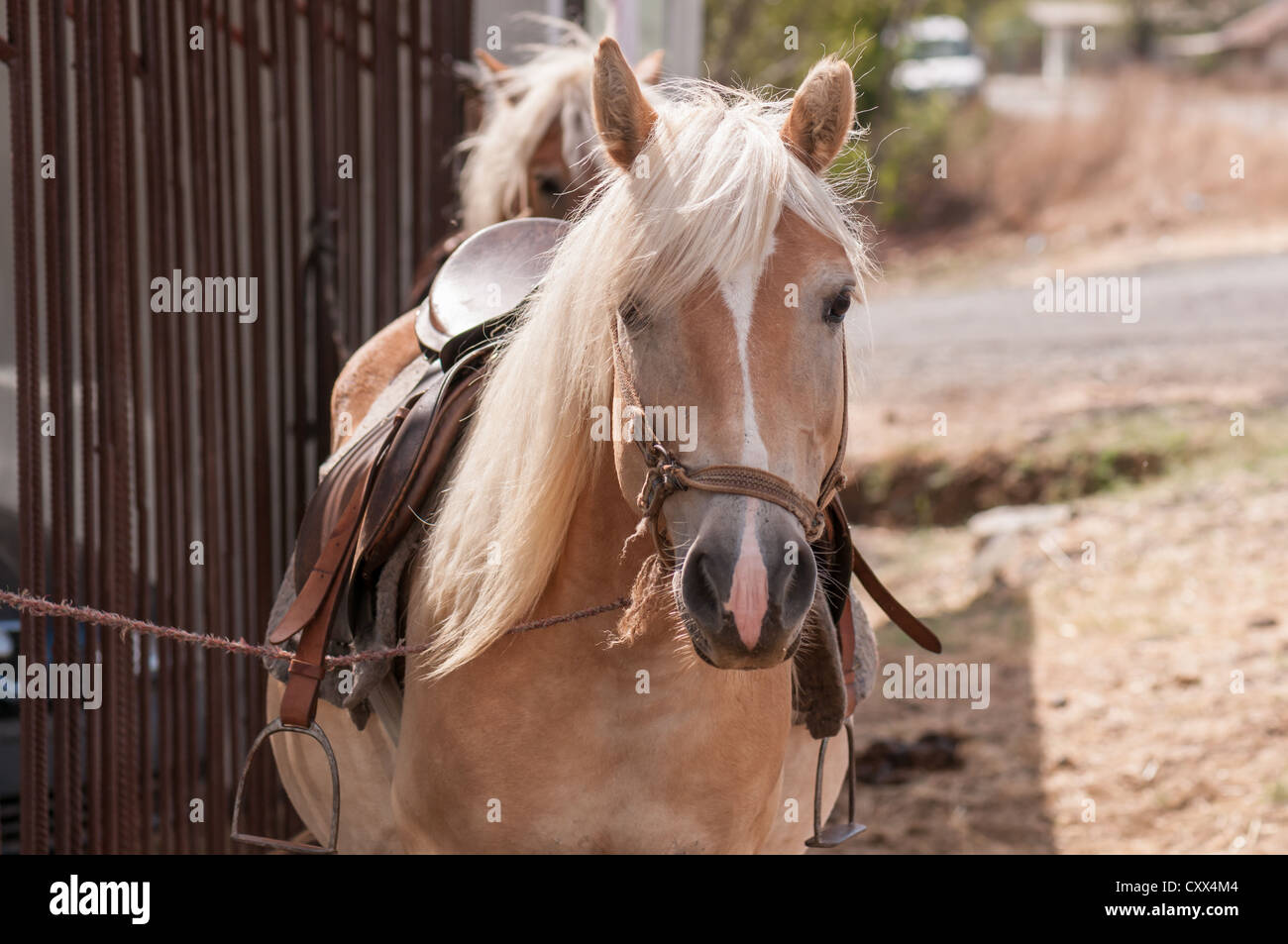Small horse (Pony), close-up Stock Photo - Alamy