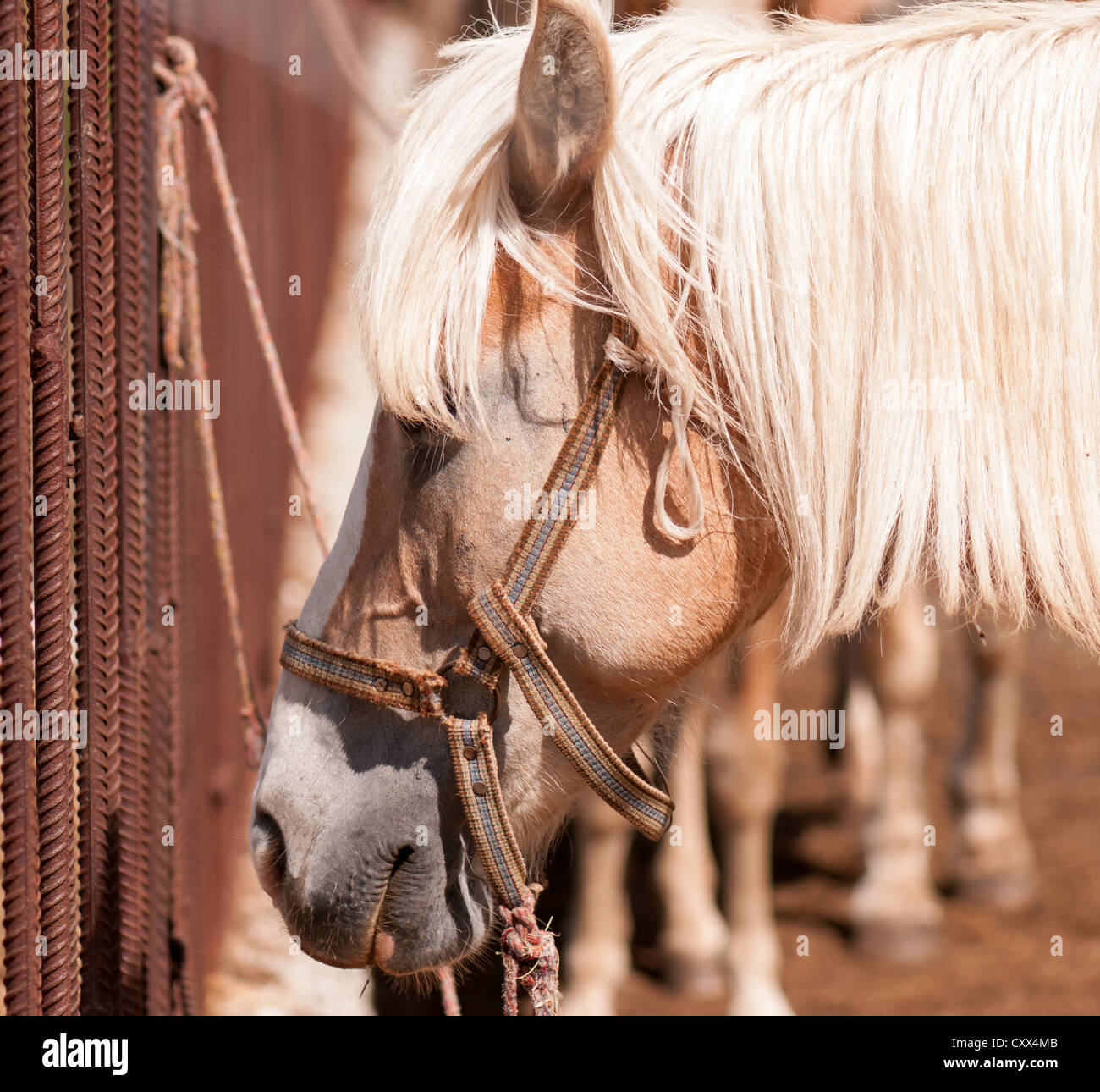 Small horse (Pony), close-up Stock Photo - Alamy