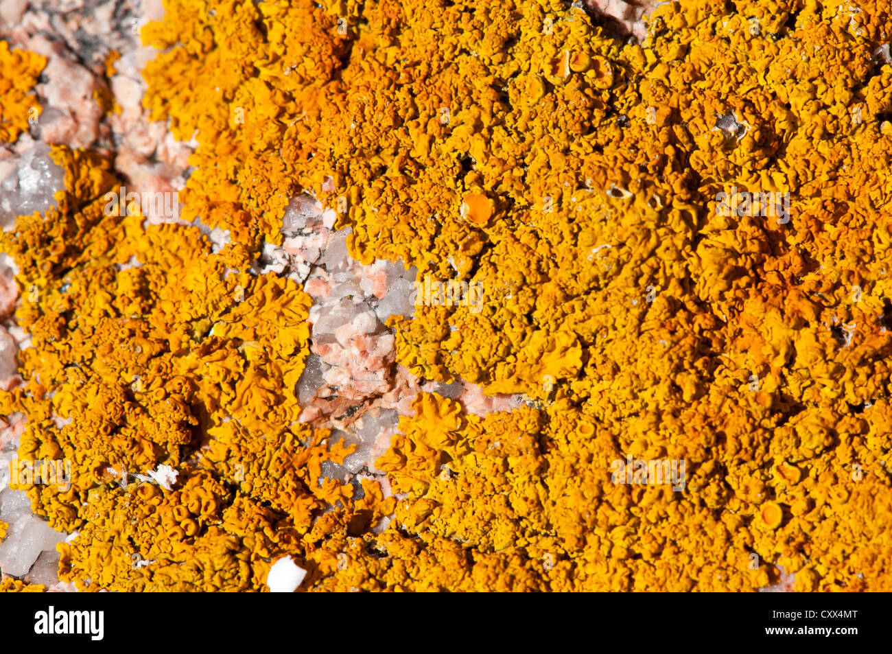 Orange and yellow lichen on rocks hi-res stock photography and images ...