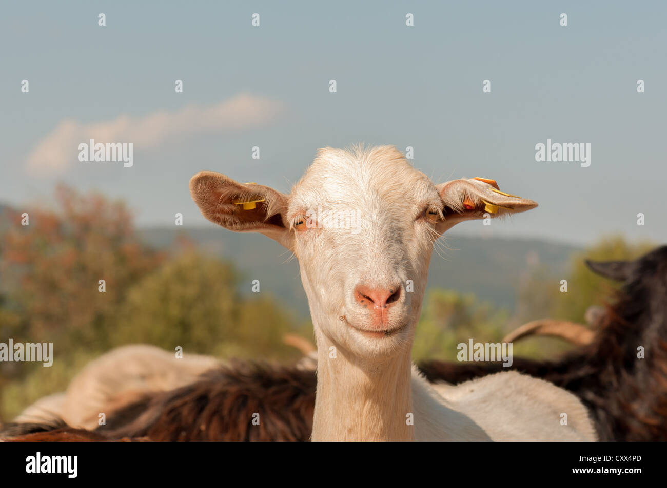 Outdoor goats hi-res stock photography and images - Alamy