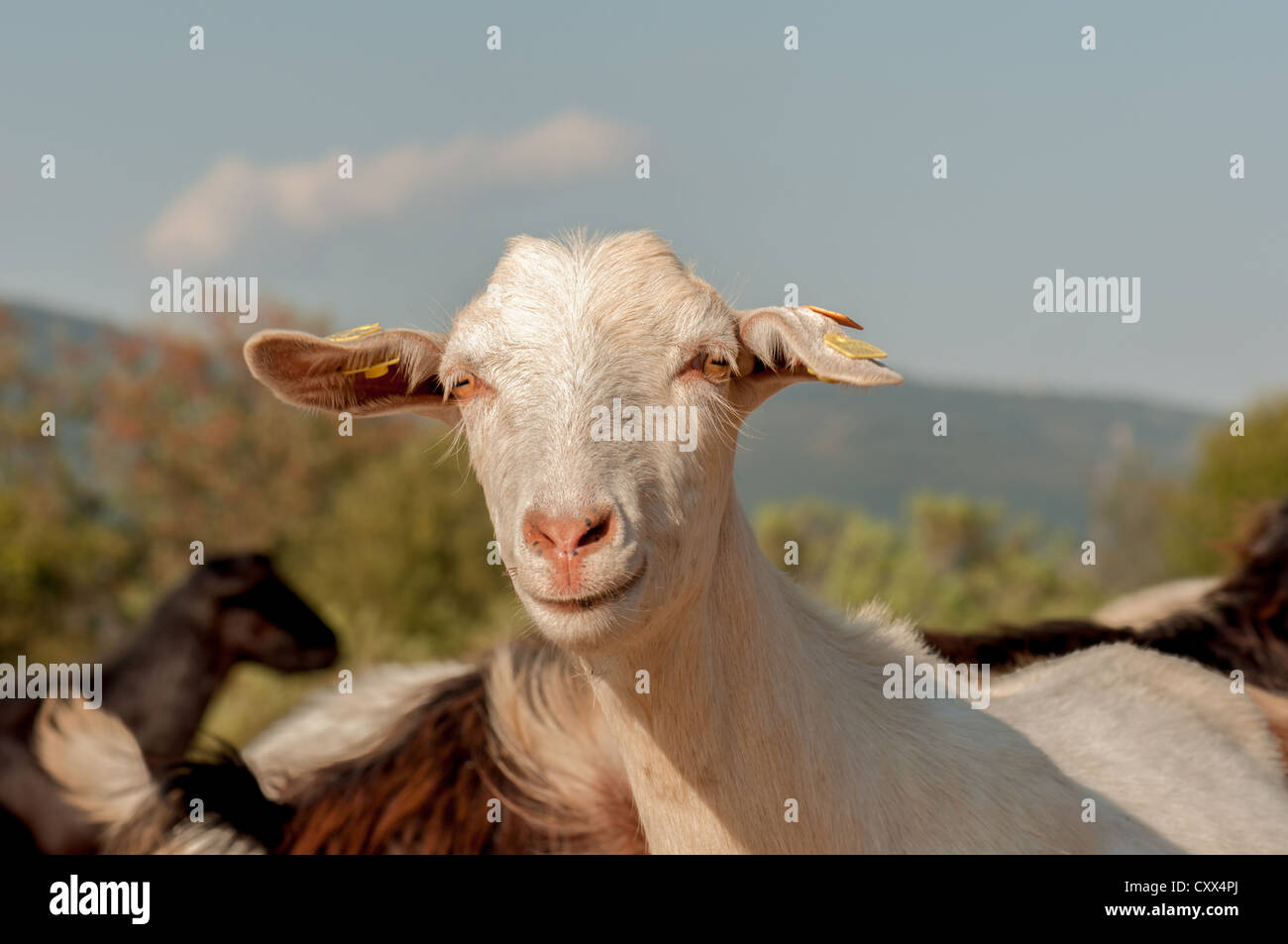 Goats on Farm Stock Photo - Alamy