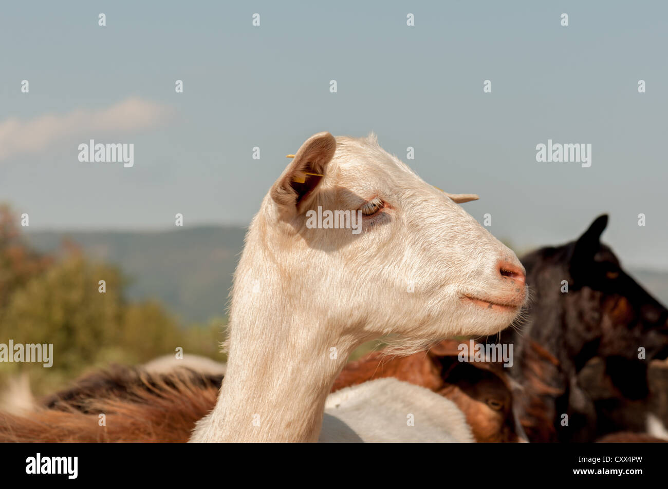 Goats on Farm Stock Photo - Alamy