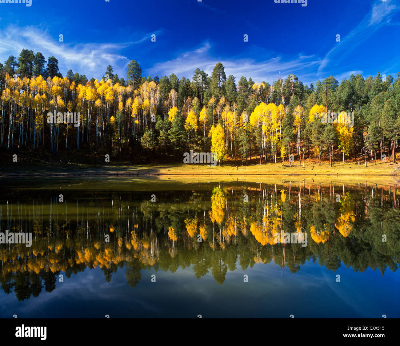 Potato Lake on the Mogollon Rim, Central Arizona. Surrounded by Golden ...