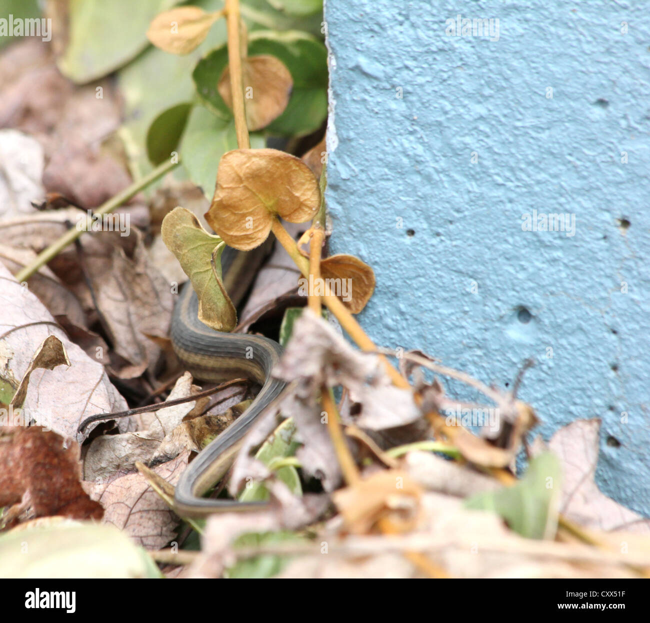 Garter snake slithering away from the camera Stock Photo - Alamy