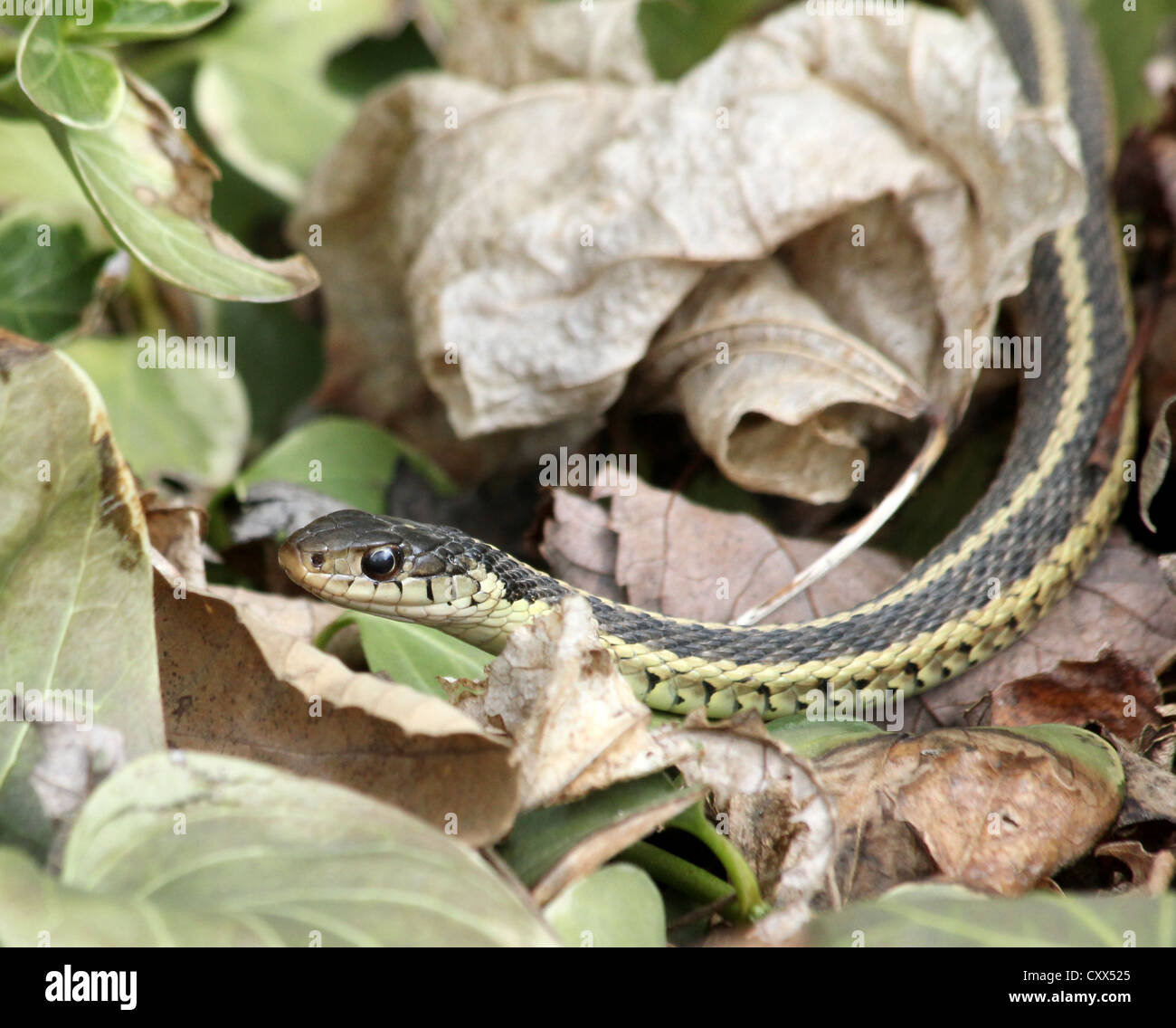 Common house snake hi-res stock photography and images - Alamy