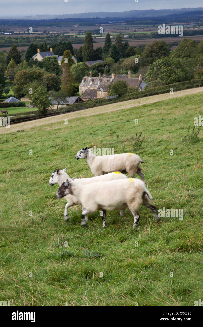 Cotswold sheep hi-res stock photography and images - Alamy