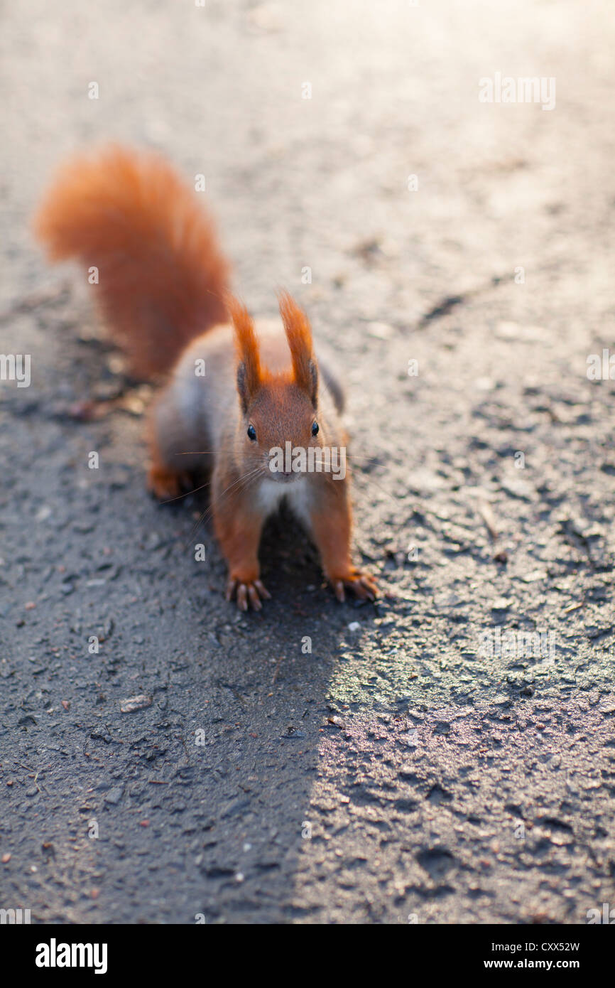 Praski park hi-res stock photography and images - Alamy