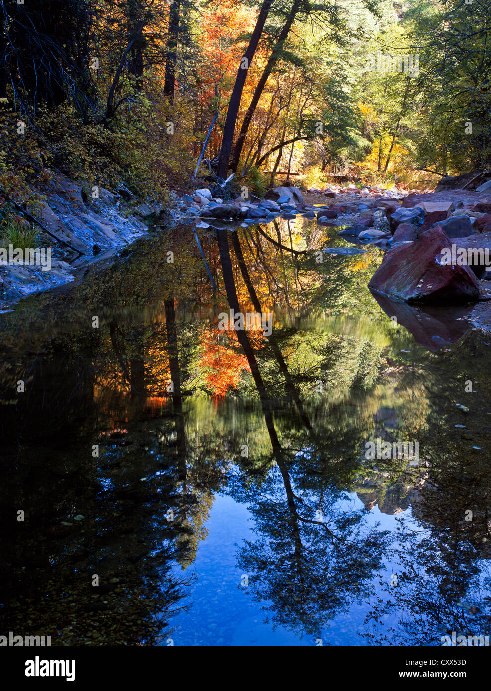 Autumn comes to the West Fork of Oak Creek Canyon north of Sedona ...