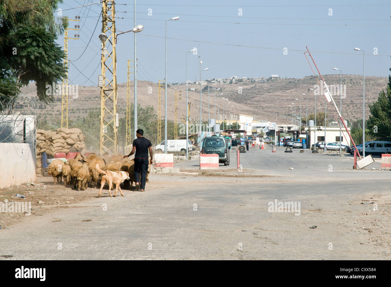 A shepherd walks his flock of sheep near the Lebanese border crossing ...