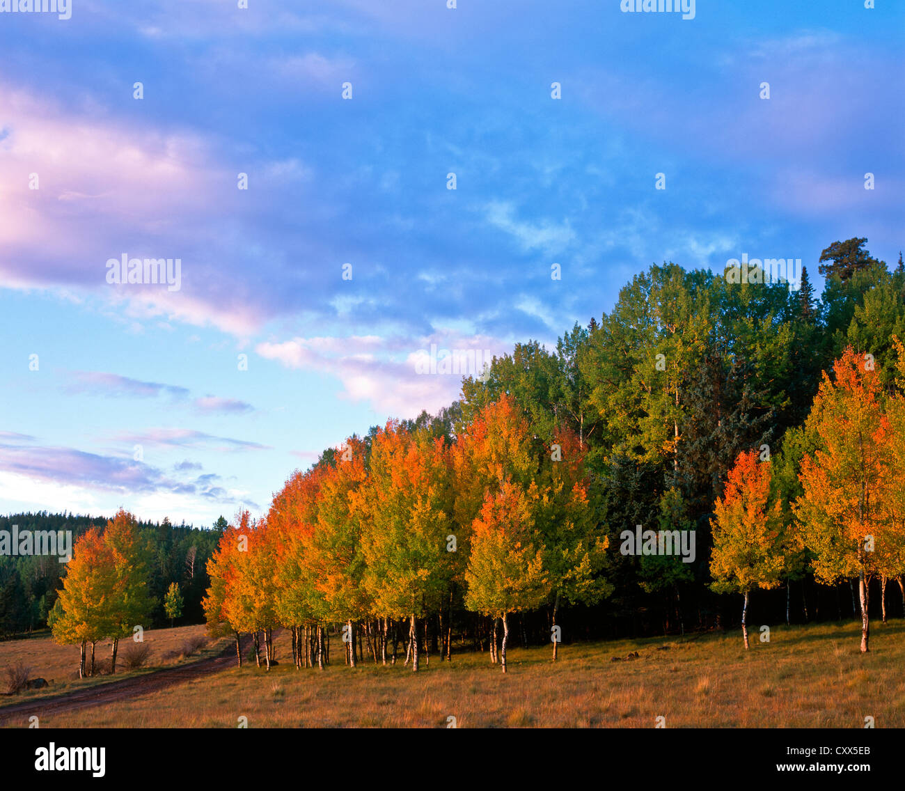 Arizona Pine Trees