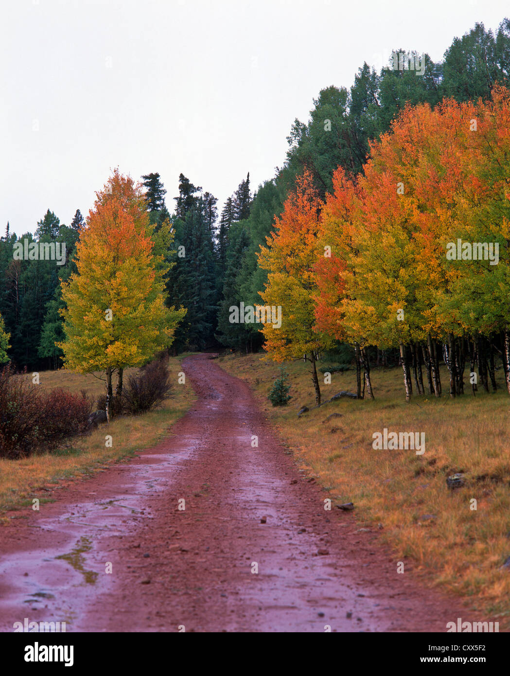 White Mountains of Eastern Arizona. Red Aspens and Pine Trees, Terry ...