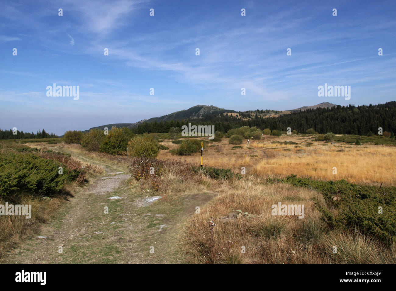 Mountain, Vitosha, Bulgaria, forest, landscape, horizon Stock Photo - Alamy
