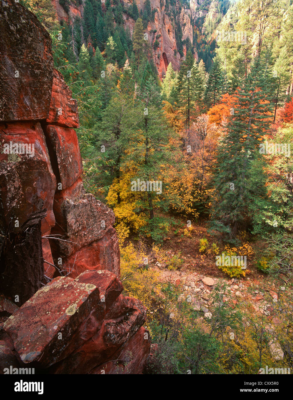 Autumn comes to the West Fork of Oak Creek Canyon north of Sedona ...