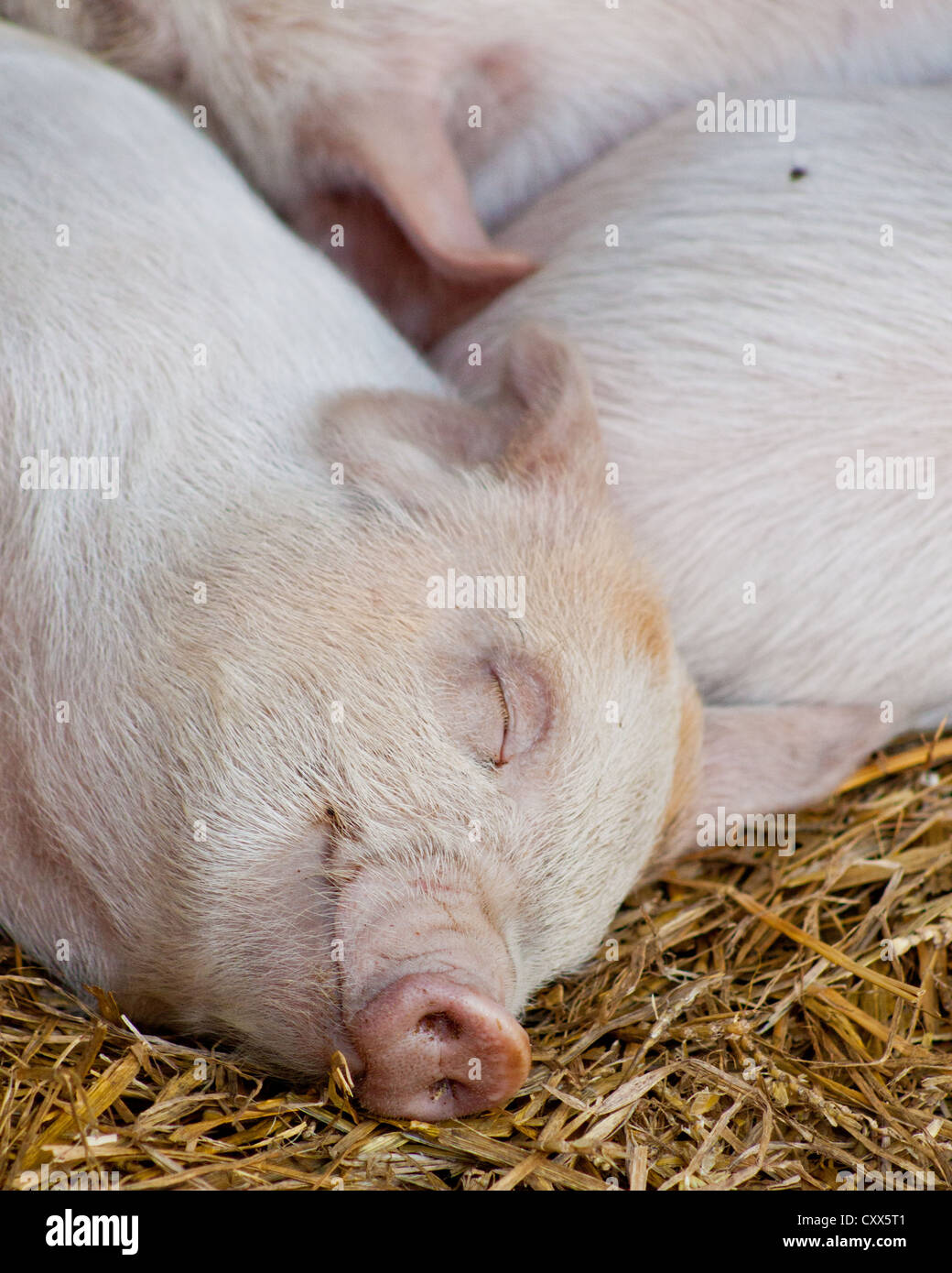 Smiling pig hi-res stock photography and images - Alamy