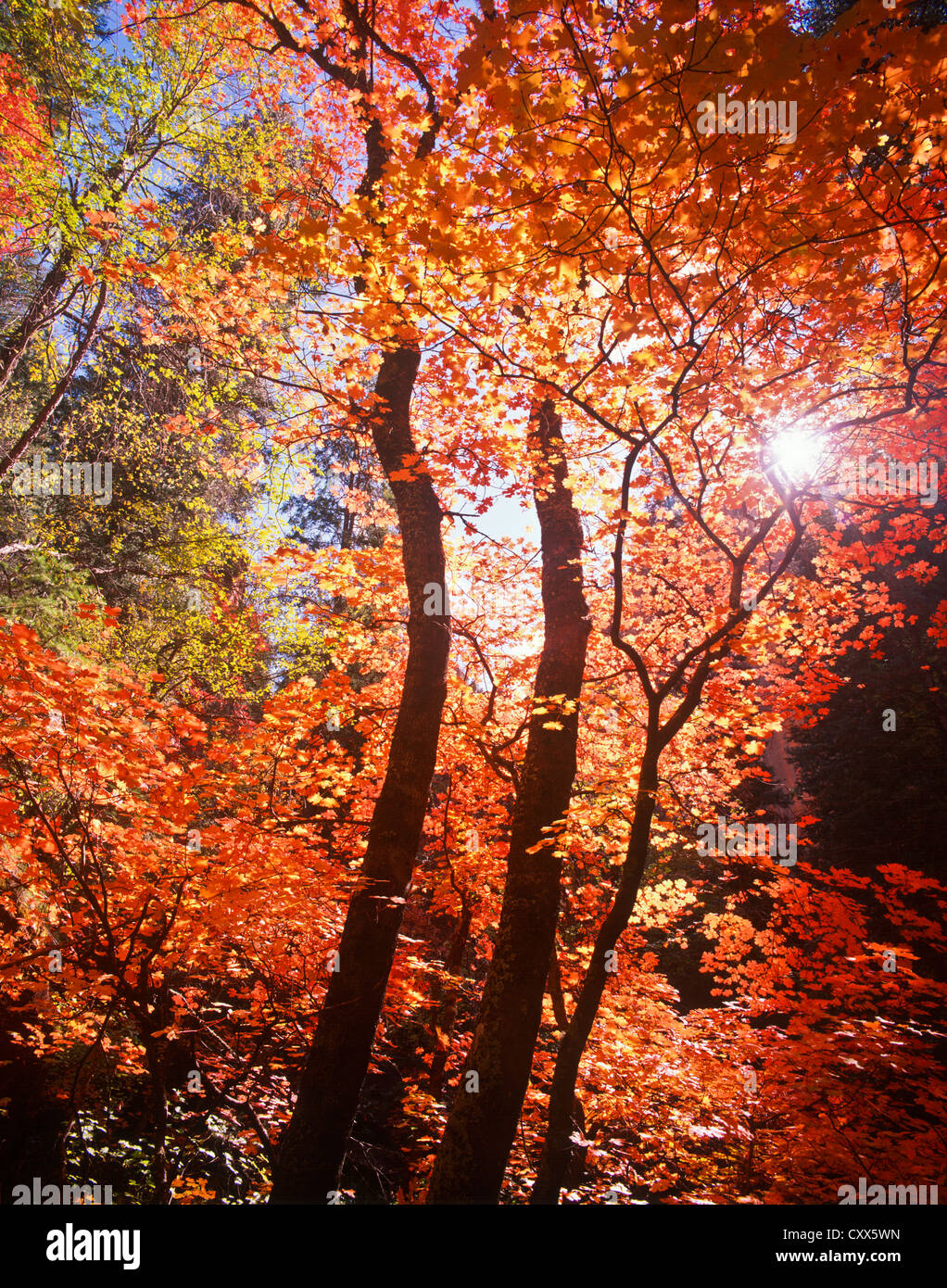 Autumn comes to the West Fork of Oak Creek Canyon north of Sedona ...