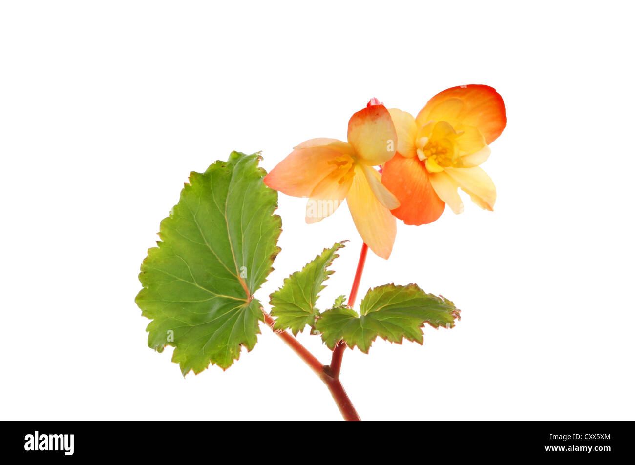 Begonia flowers and leaves isolated against white Stock Photo - Alamy