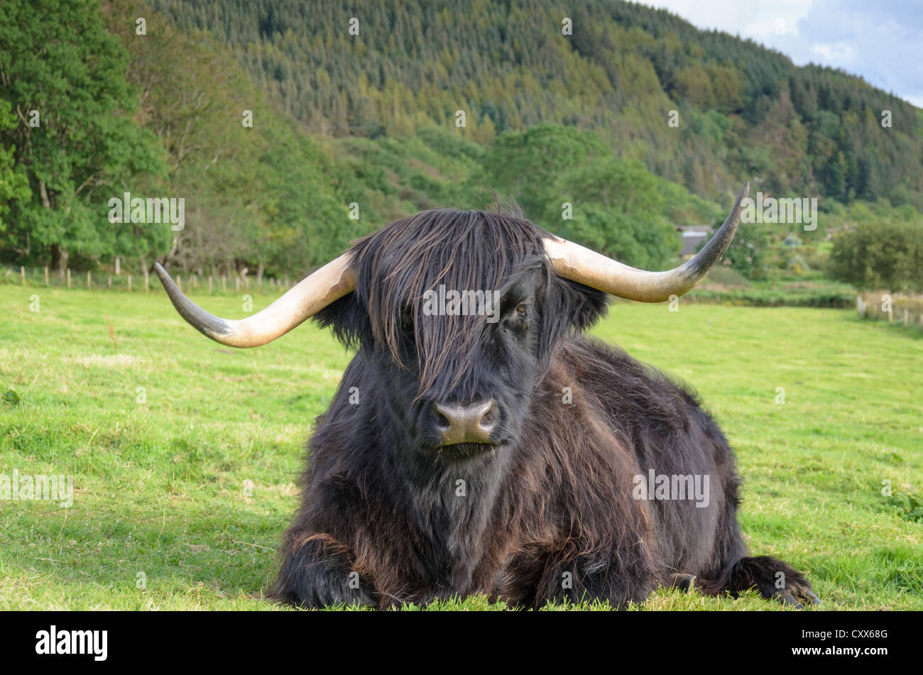 Black highland cow cxx68g hi-res stock photography and images - Alamy