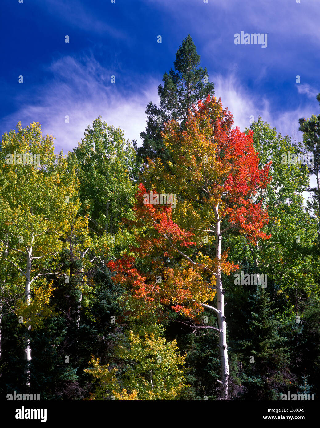 White mountains of eastern arizona hi-res stock photography and images ...