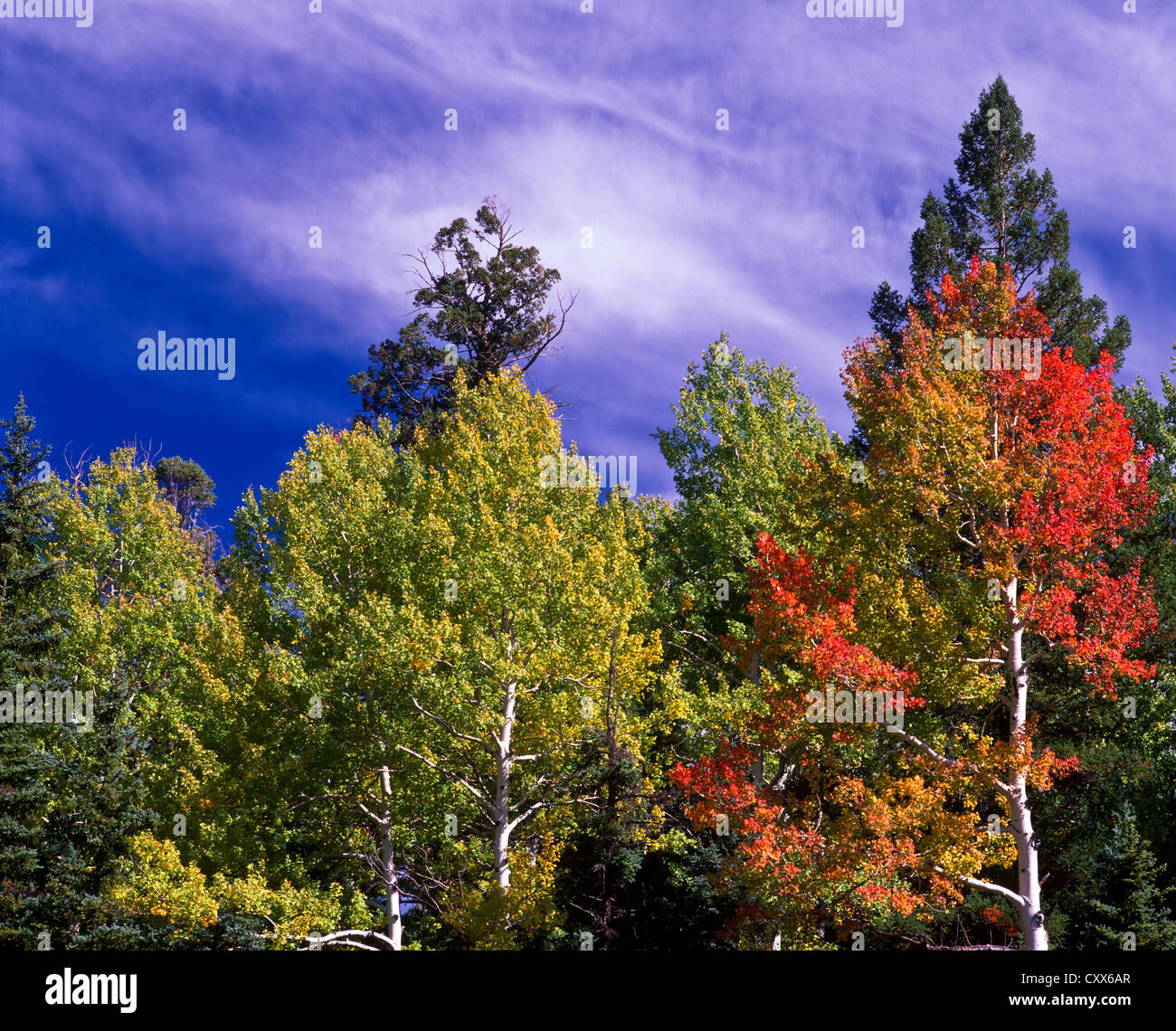 White Mountains of Eastern Arizona. Red/Orange Aspens and Pine Trees ...