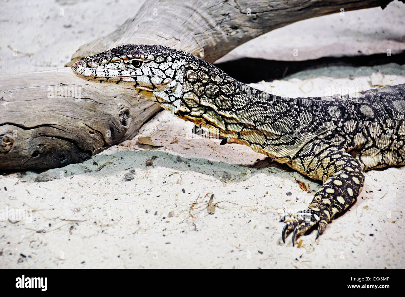 Monitor Lizard behind glass at Sydney Wildlife World , Sydney ...