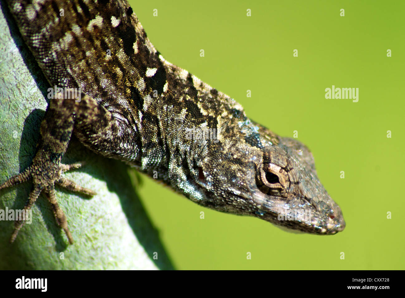 Brown anole lizard close up Stock Photo - Alamy