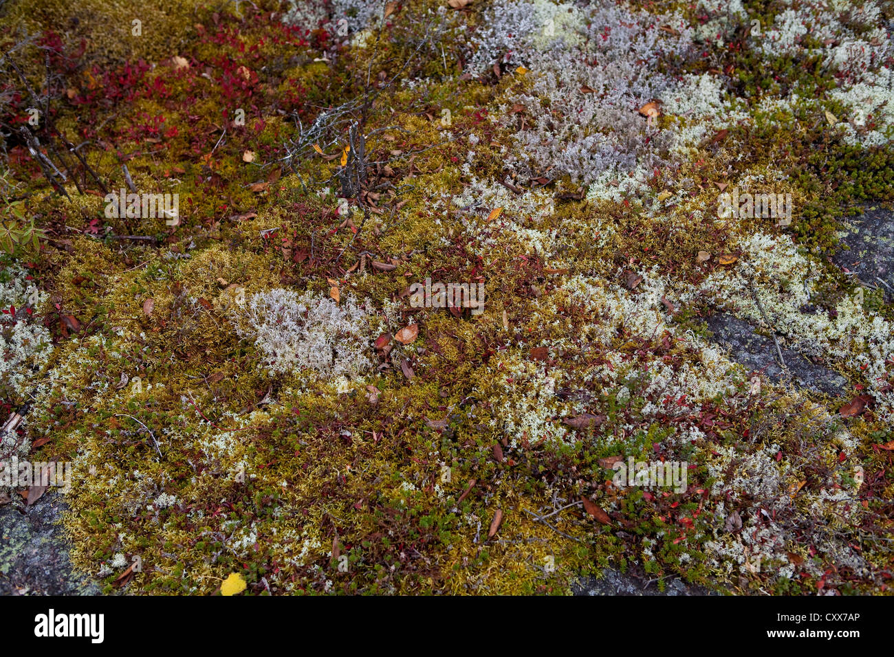 Fruticose lichens is pictured in the rocky seashore of the St. Lawrence ...