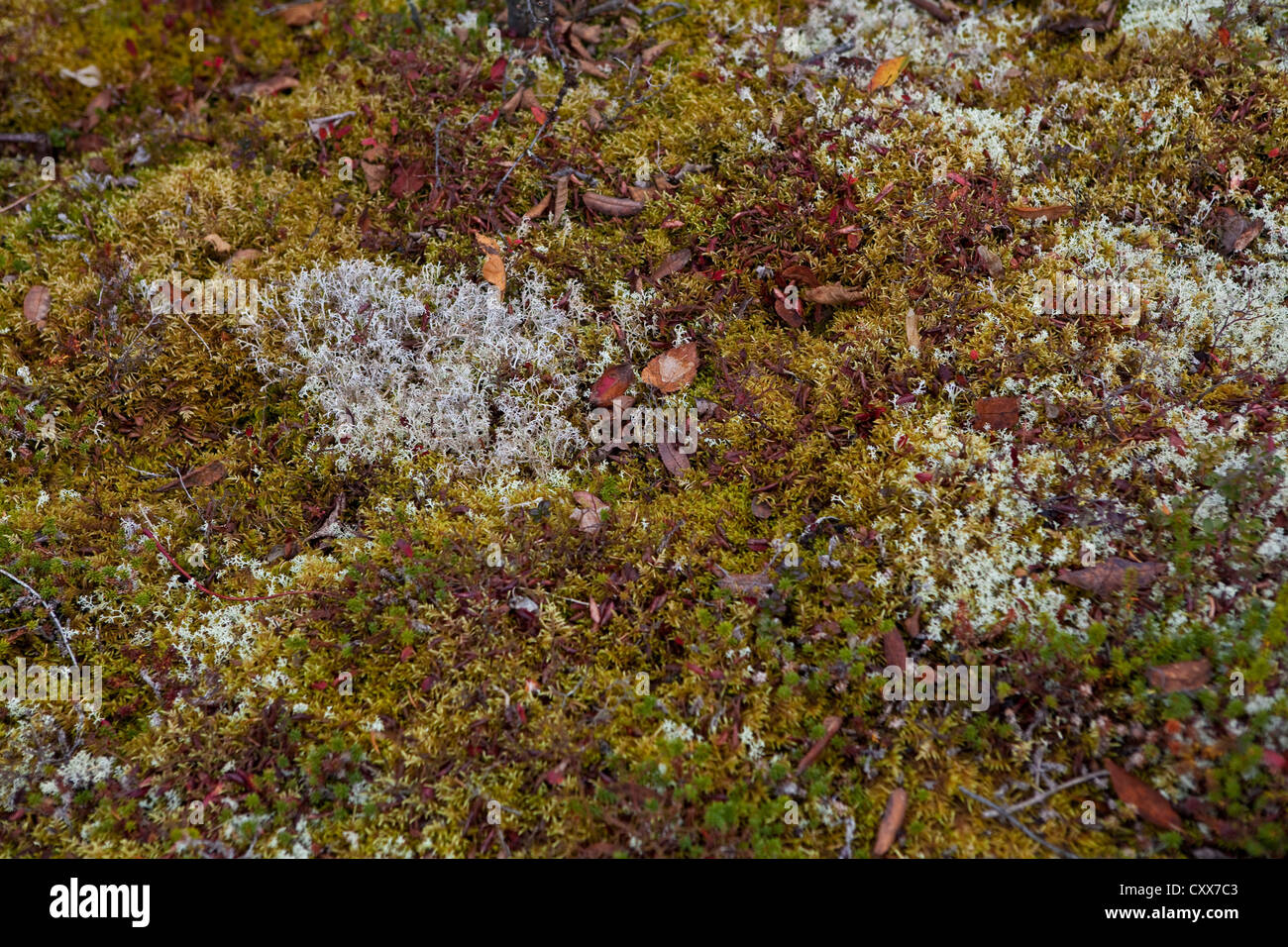Fruticose lichens hi-res stock photography and images - Alamy