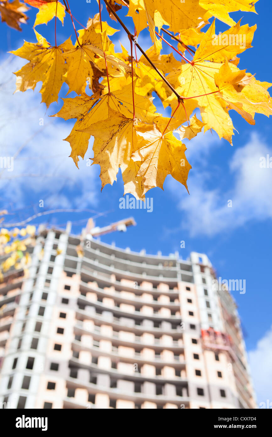 High-rise building under construction and yellow maples on brunch Focus ...