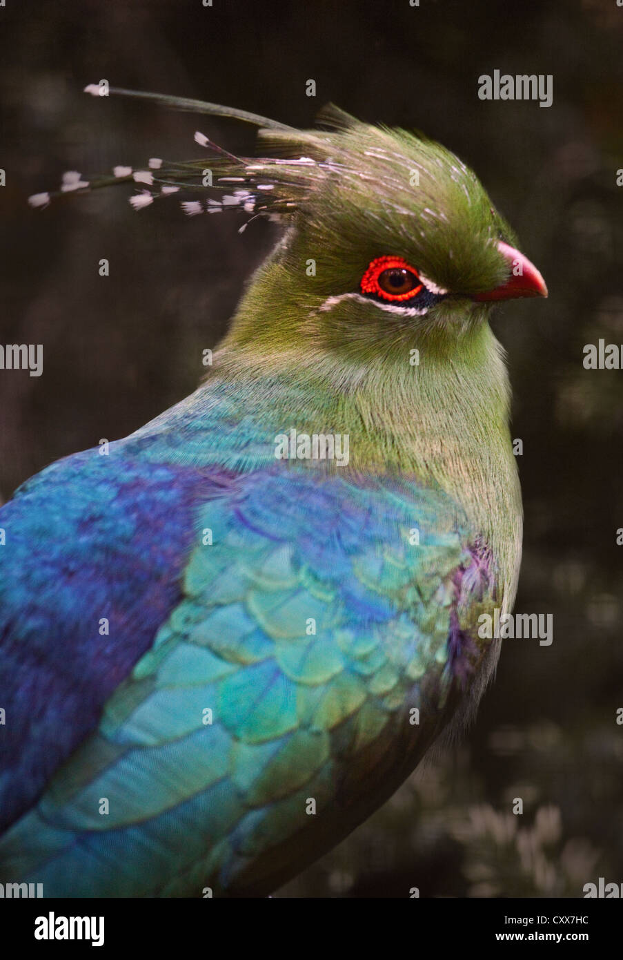 Schalow's Turaco (Tauraco schalowi Stock Photo - Alamy