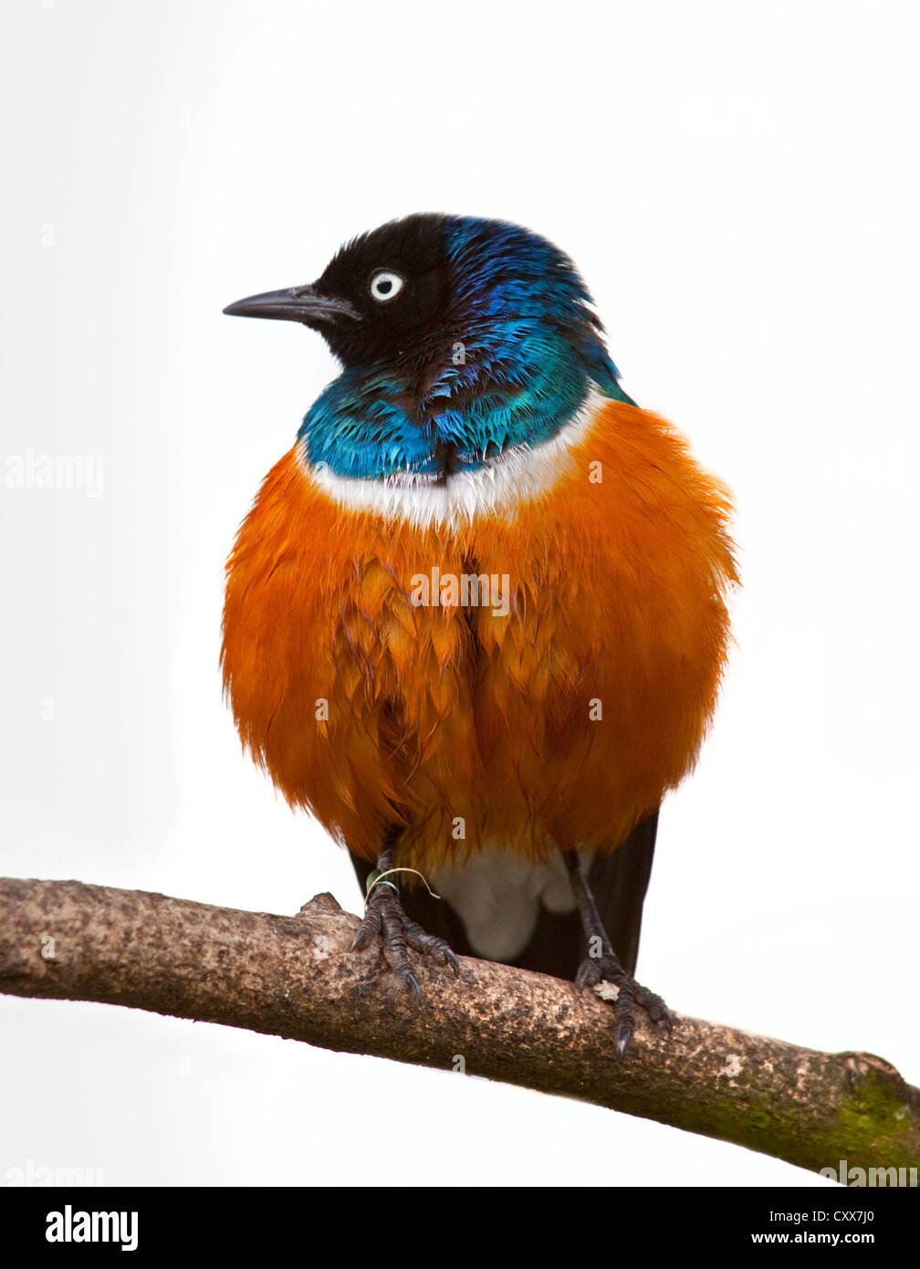 Lamprotornis superbus hi-res stock photography and images - Alamy
