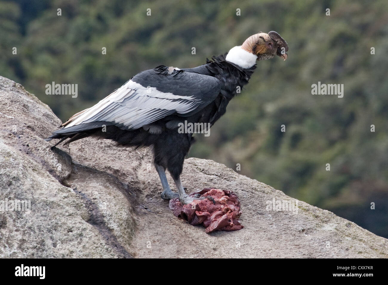 Male Andean condor, Vultur gryphus, scavenging meat left by rangers ...