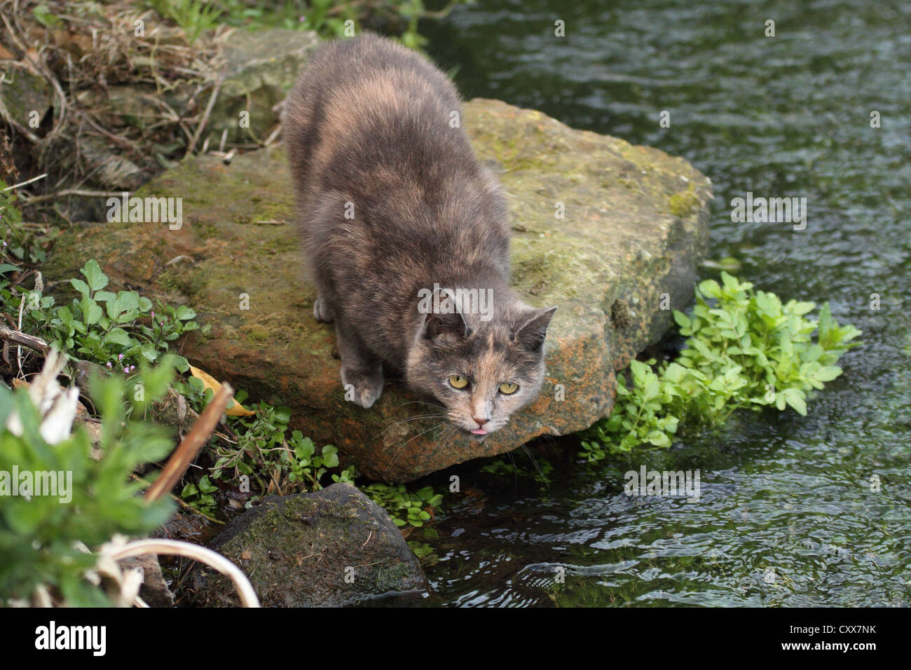 Domestic cat about to drink from a river Stock Photo - Alamy
