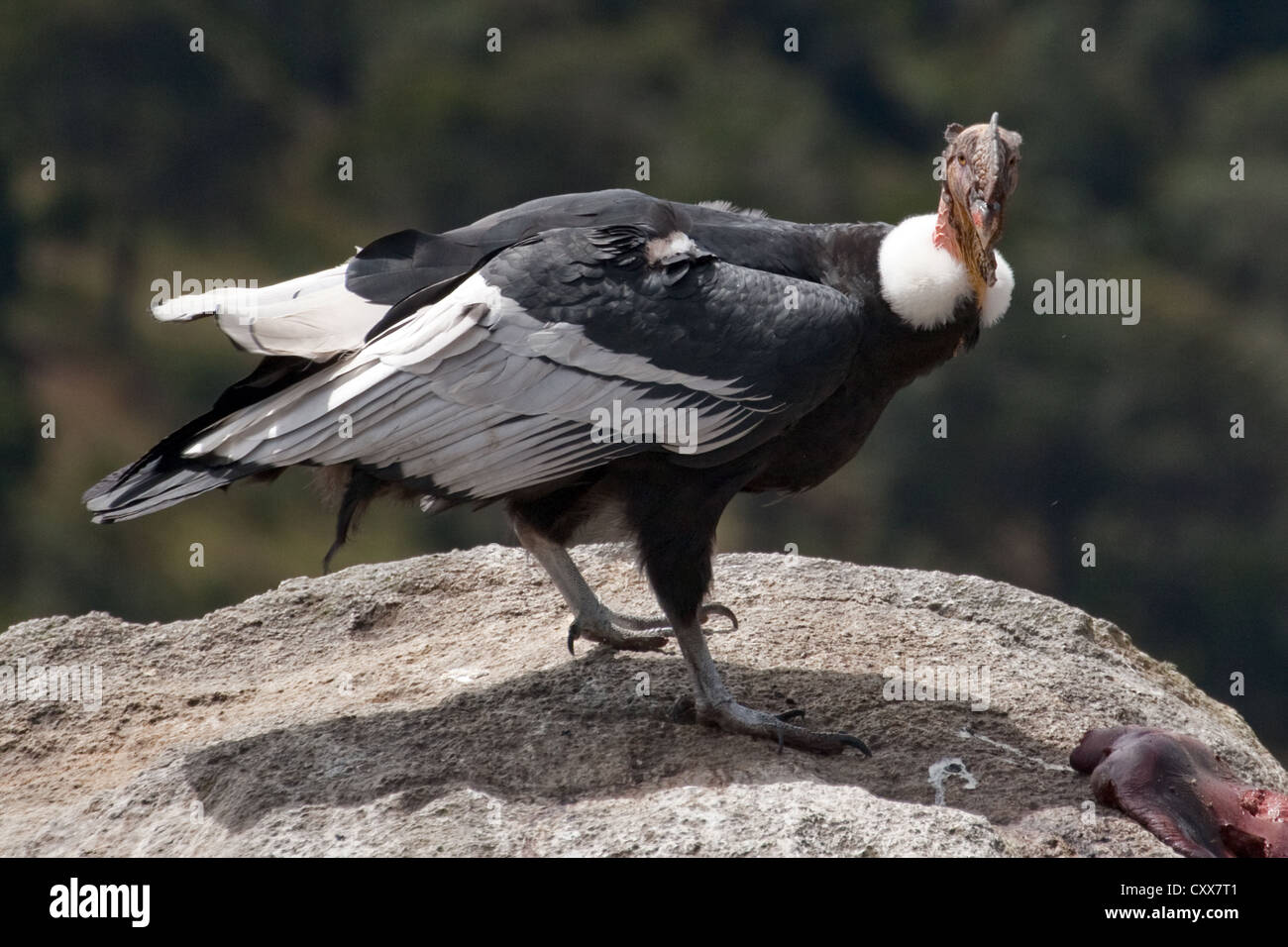 Male Andean condor, Vultur gryphus, scavenging meat left by rangers ...