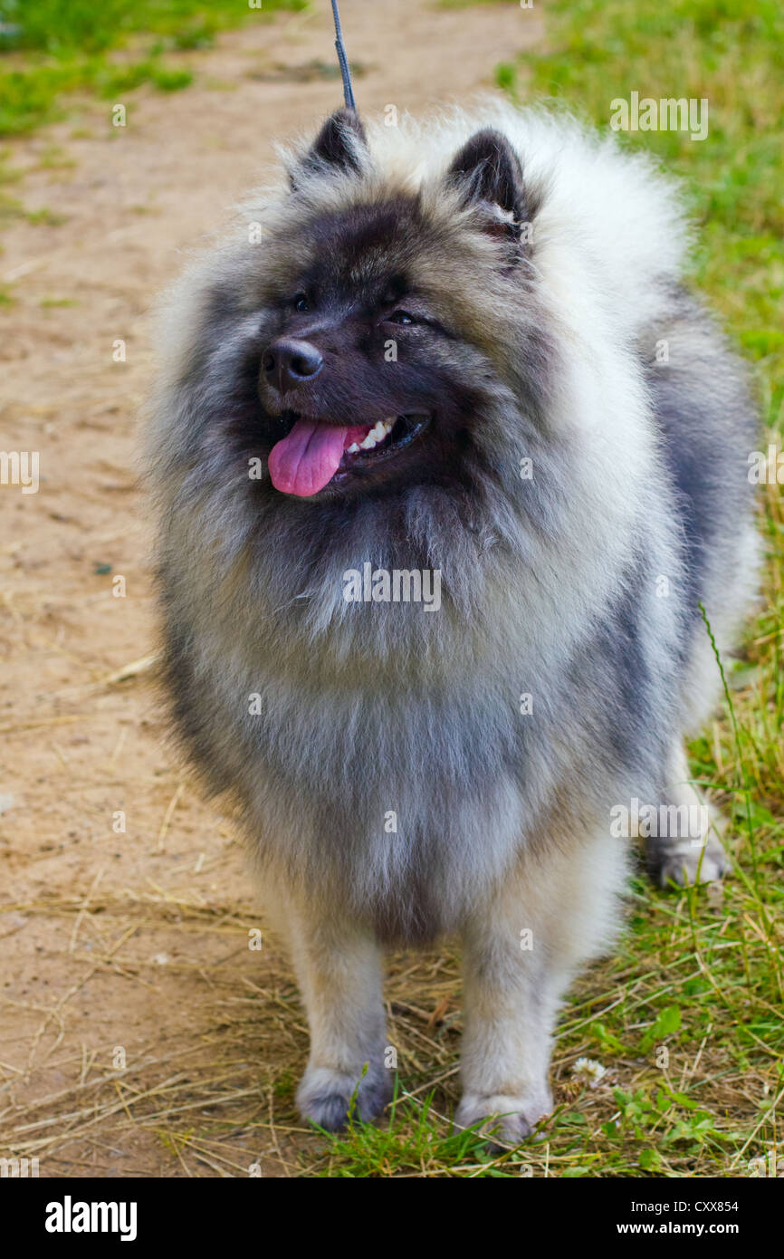 pedigreed dog Wolfsspitz is looking up, smiling, shallow depth of field ...