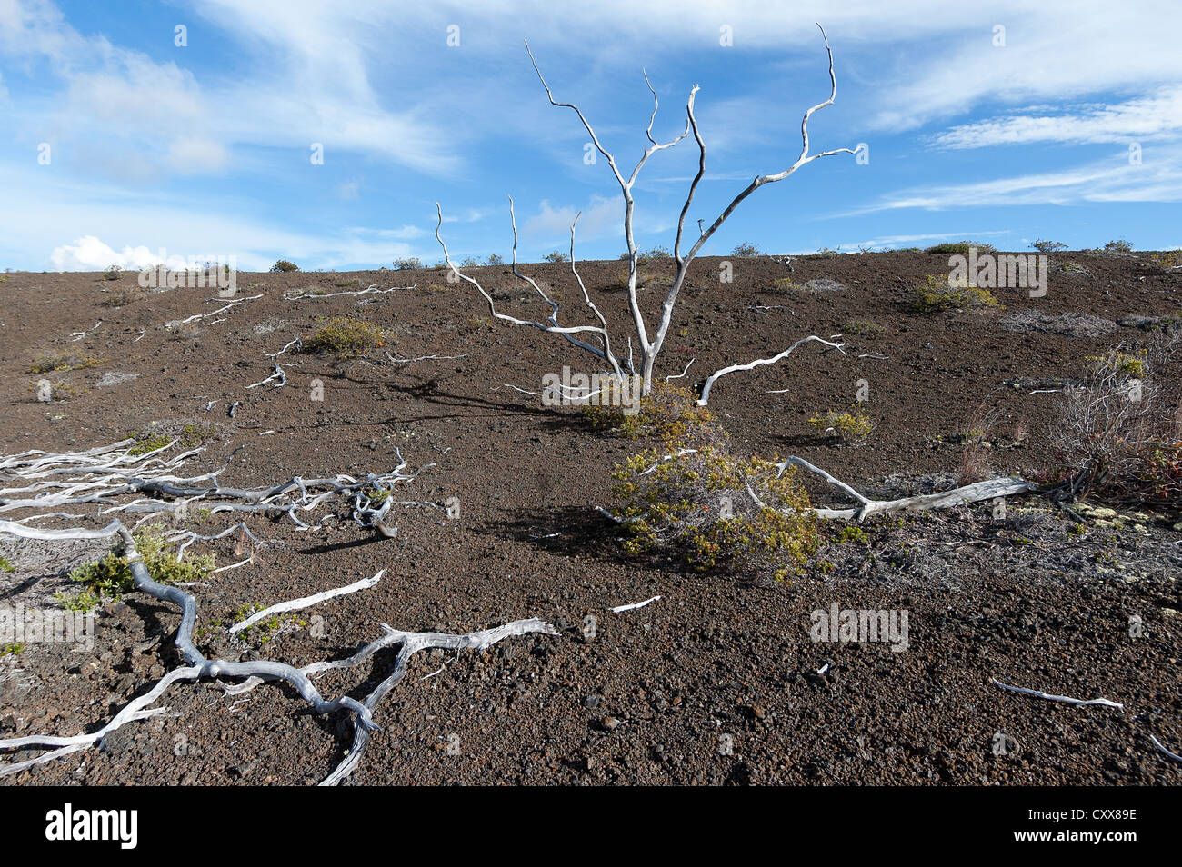 Elk284-2429 Hawaii, Big Island, Volcanoes National Park, Devastation ...