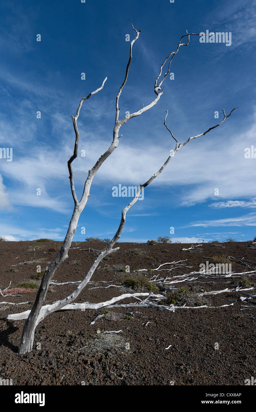 Elk284-2443v Hawaii, Big Island, Volcanoes National Park, Devastation ...
