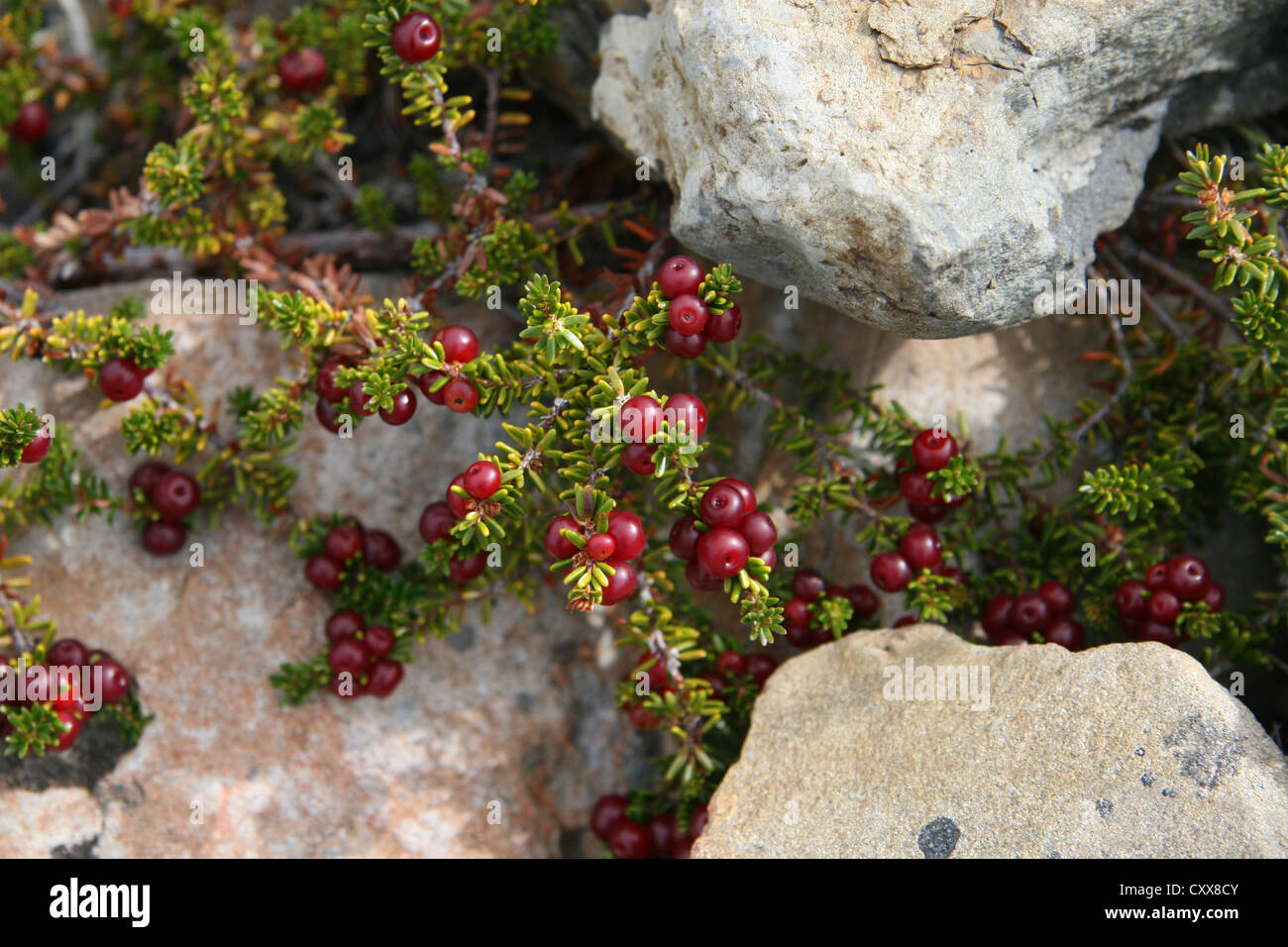 Murtilla berries (Empetrum rubrum) in the Los Glaciers National Park ...