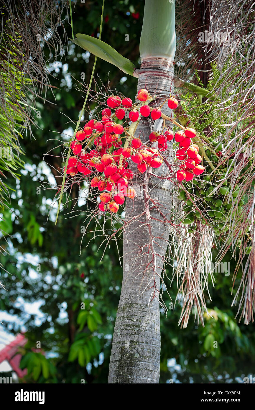 Betel tree hi-res stock photography and images - Alamy