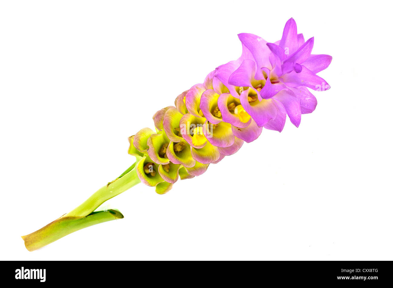 siam tulip flower or Patumma on white background Stock Photo - Alamy