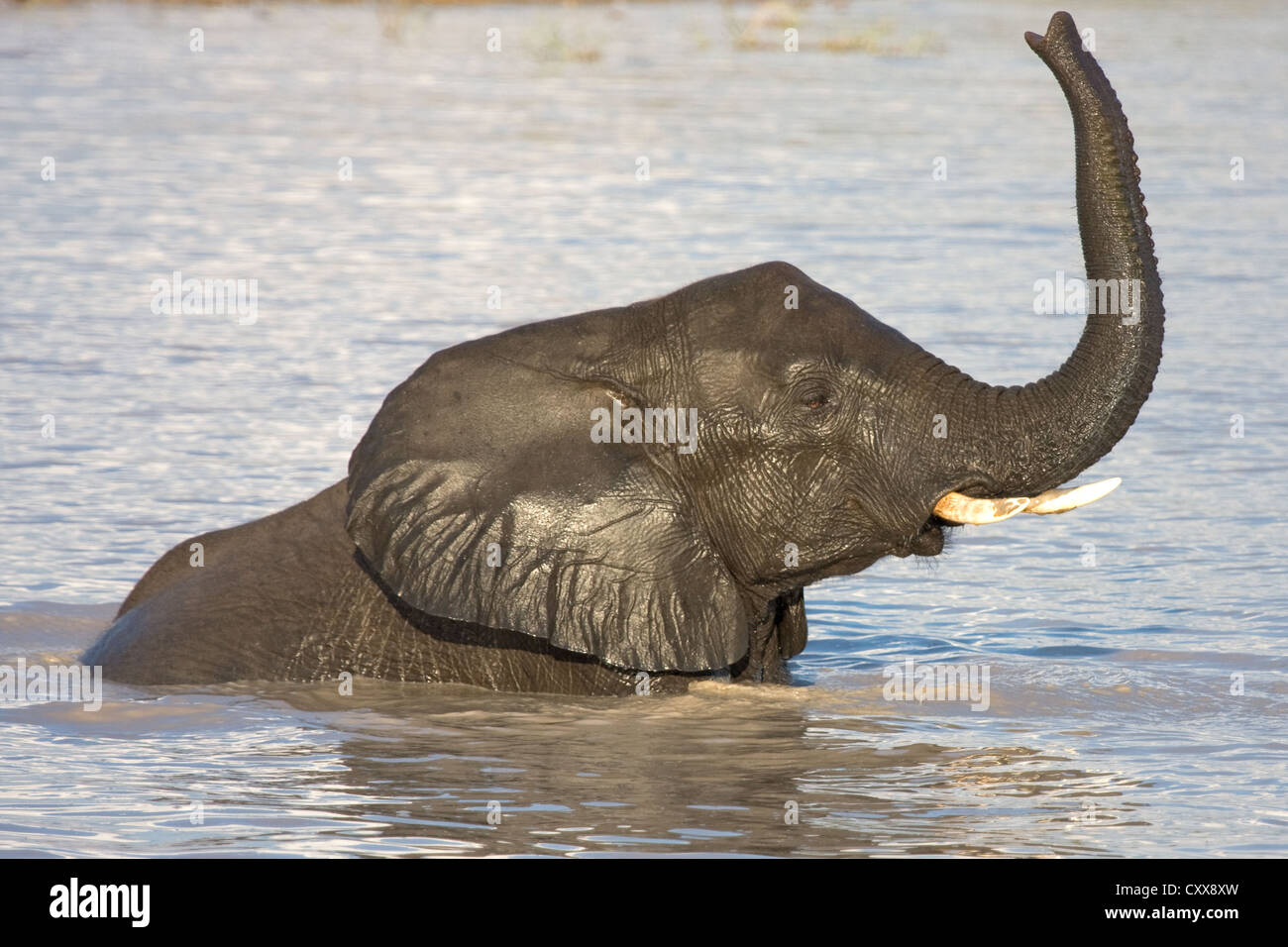 Animals playing pool hi-res stock photography and images - Alamy