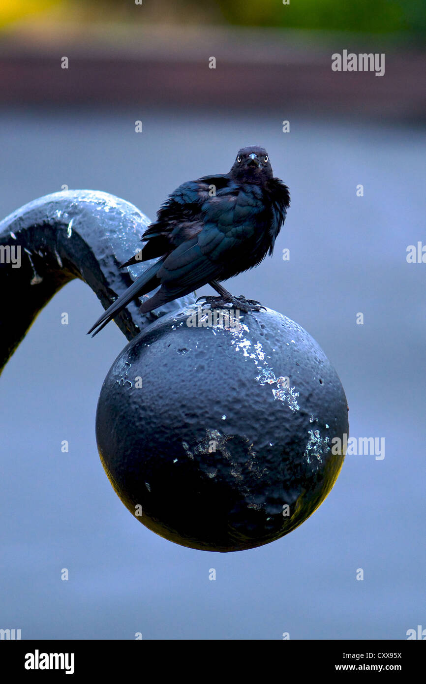 Fixed stare hi-res stock photography and images - Alamy