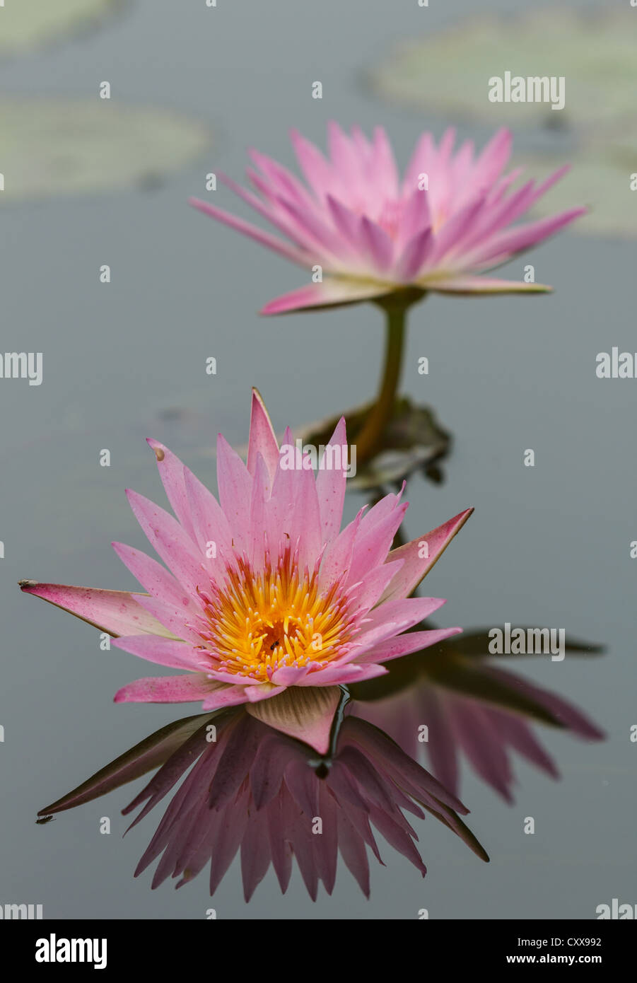 Pink water lily Stock Photo - Alamy