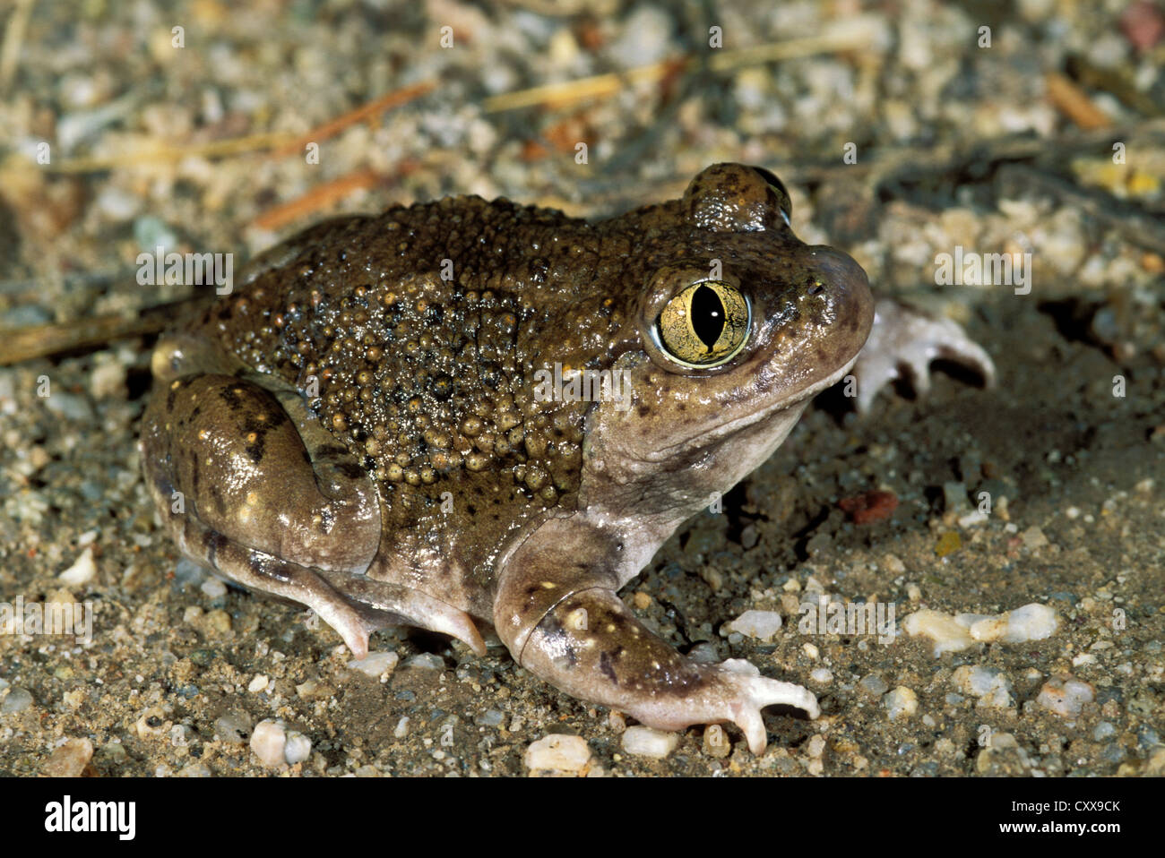 Mexican spadefoot spea multiplicata tucson hi-res stock photography and ...