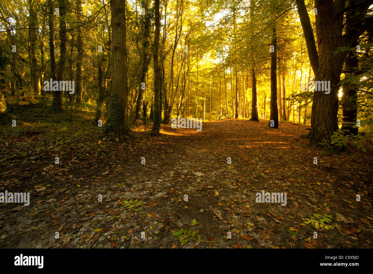 Woodland at Loggerheads Country Park part of the Clwydian Range in ...