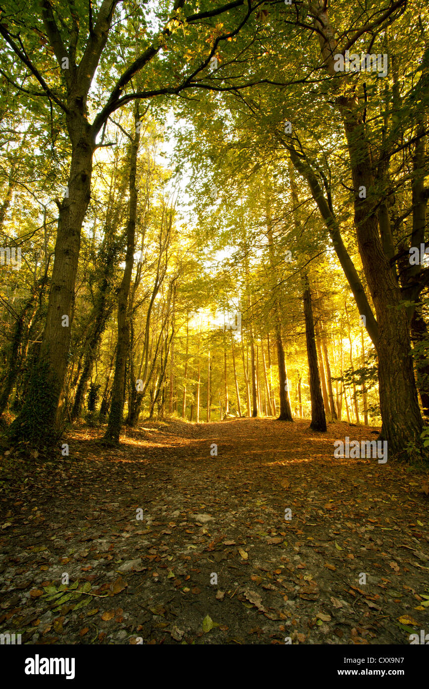 Woodland at Loggerheads Country Park part of the Clwydian Range in ...