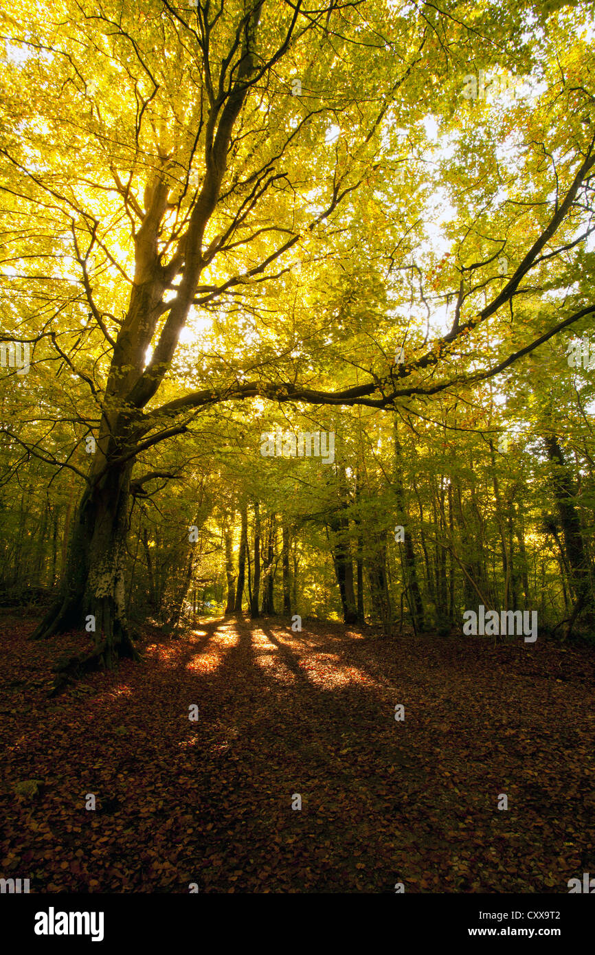 Woodland at Loggerheads Country Park part of the Clwydian Range in ...
