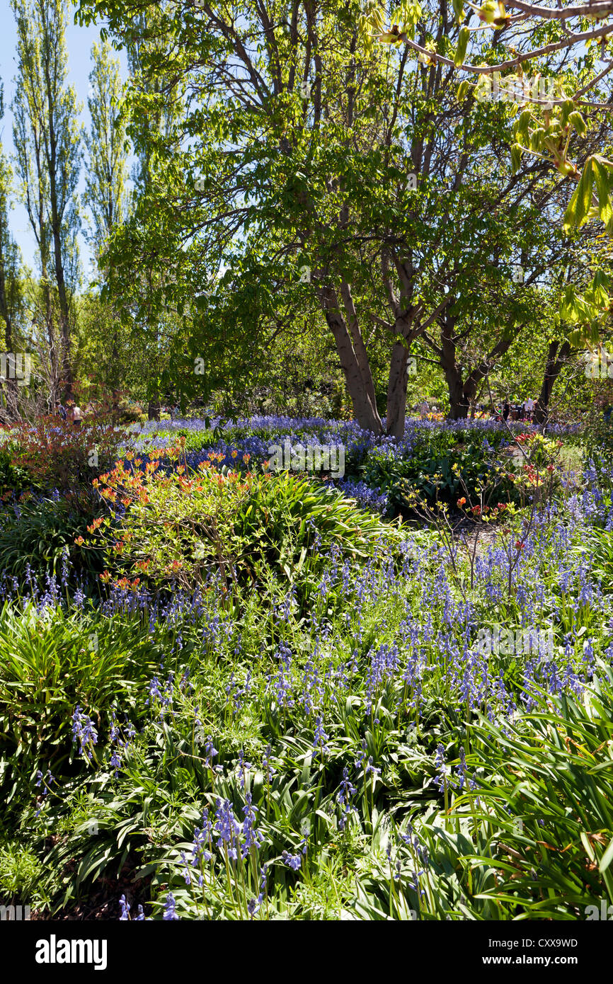Flowers canberra hi-res stock photography and images - Alamy