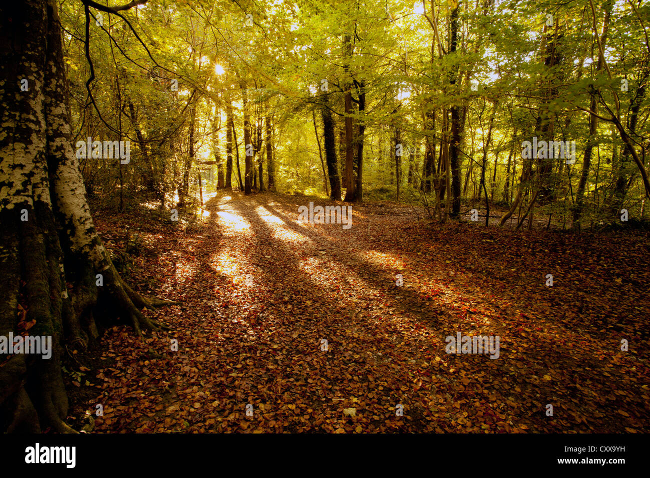 Woodland at Loggerheads Country Park part of the Clwydian Range in ...