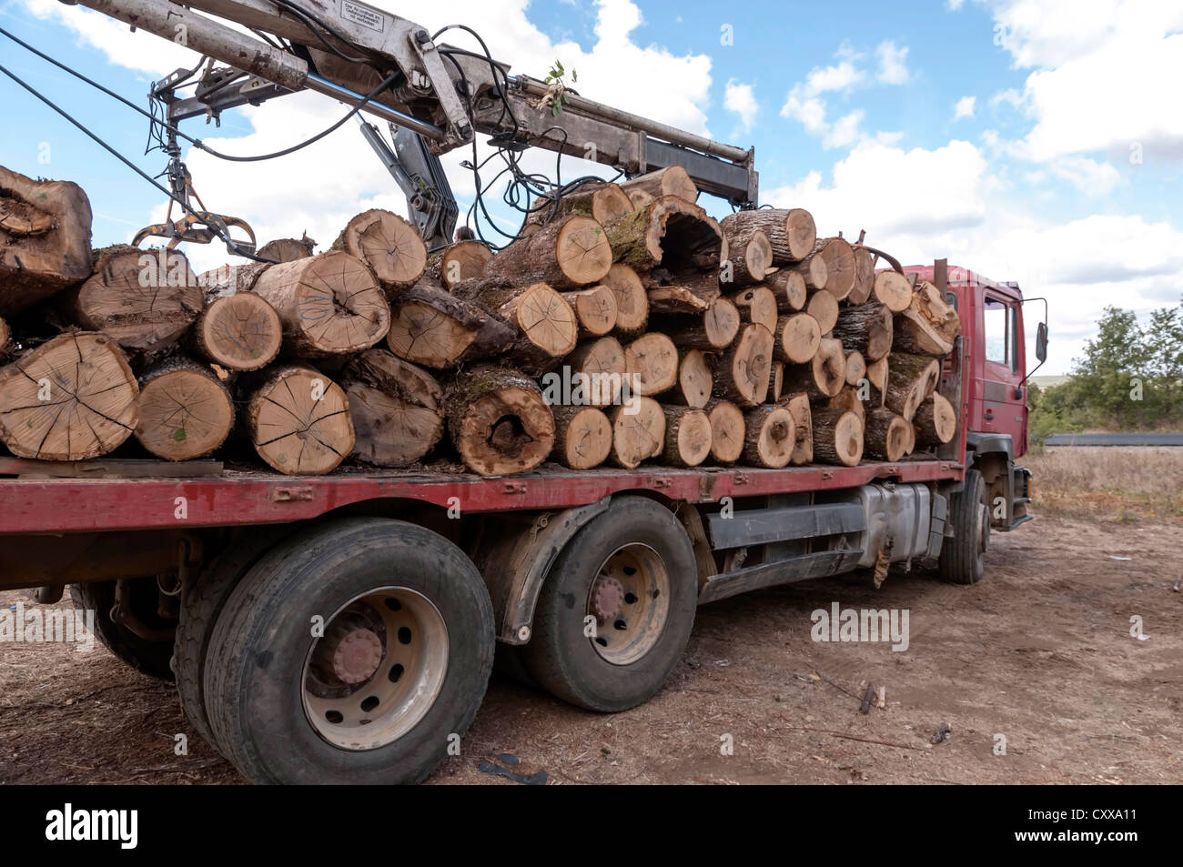 Loading of felled timber in a truck Stock Photo - Alamy