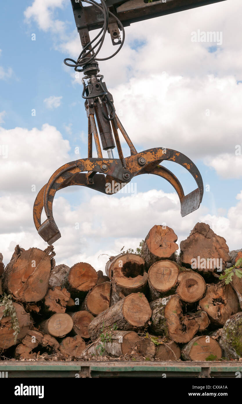 Loading of felled timber in a truck Stock Photo - Alamy